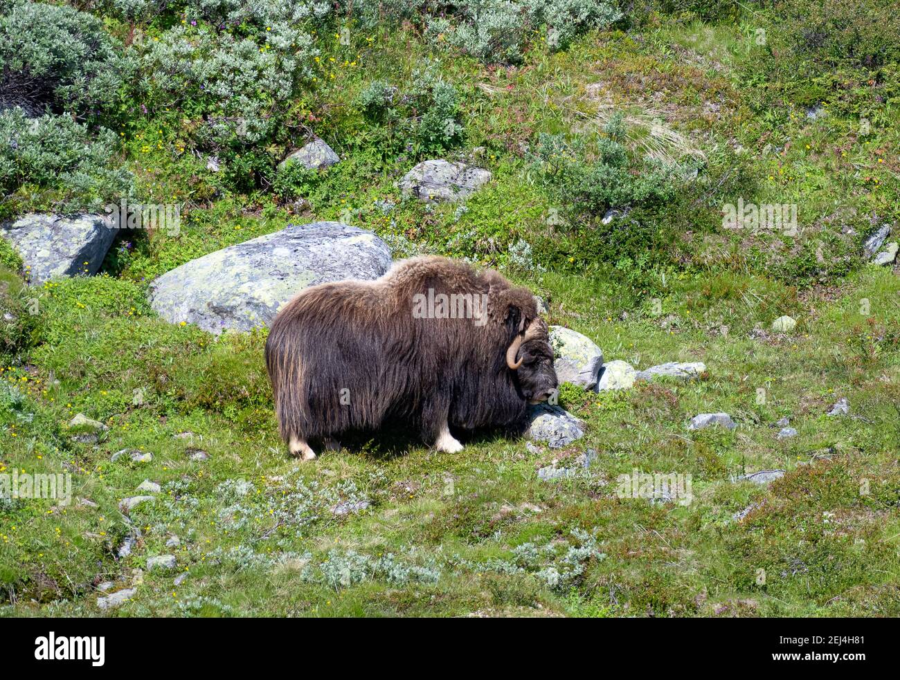 Musk ox (Ovibos moschatus) in the fjell, Dovrefjell Sunndalsfjella ...