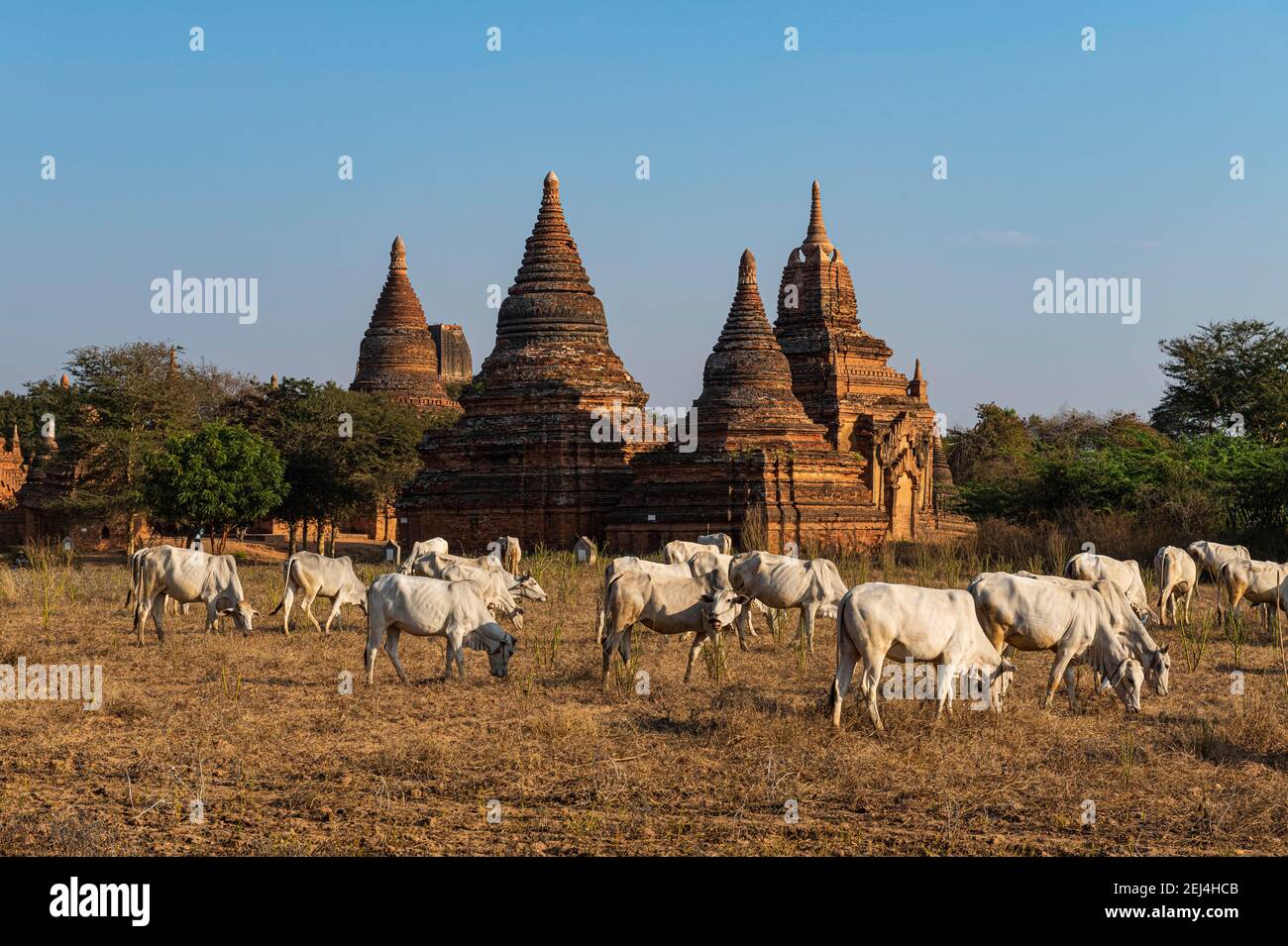 Cows grazing on field with temples in the background, Bagan, Myanmar ...
