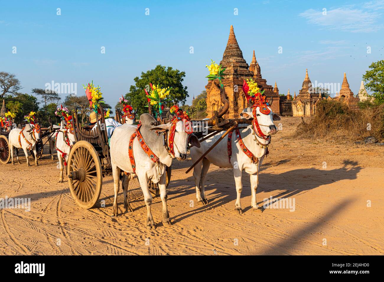 Colouful decorated ox carts, Bagan, Myanmar Stock Photo - Alamy
