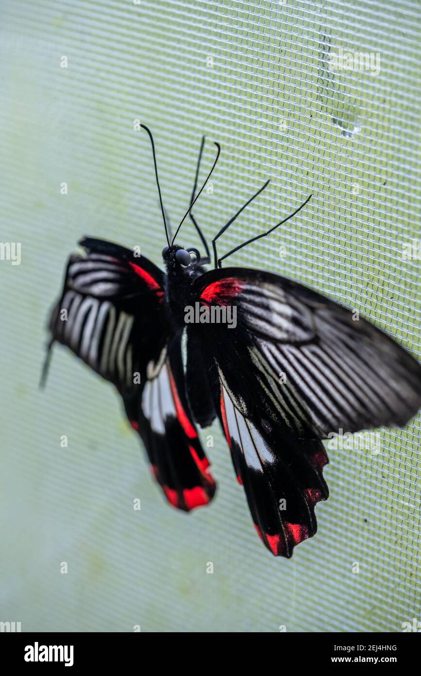 Black butterfly close up view Stock Photo - Alamy