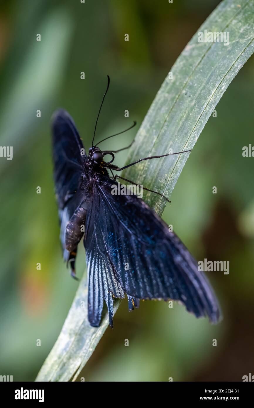 Black butterfly close up view Stock Photo - Alamy