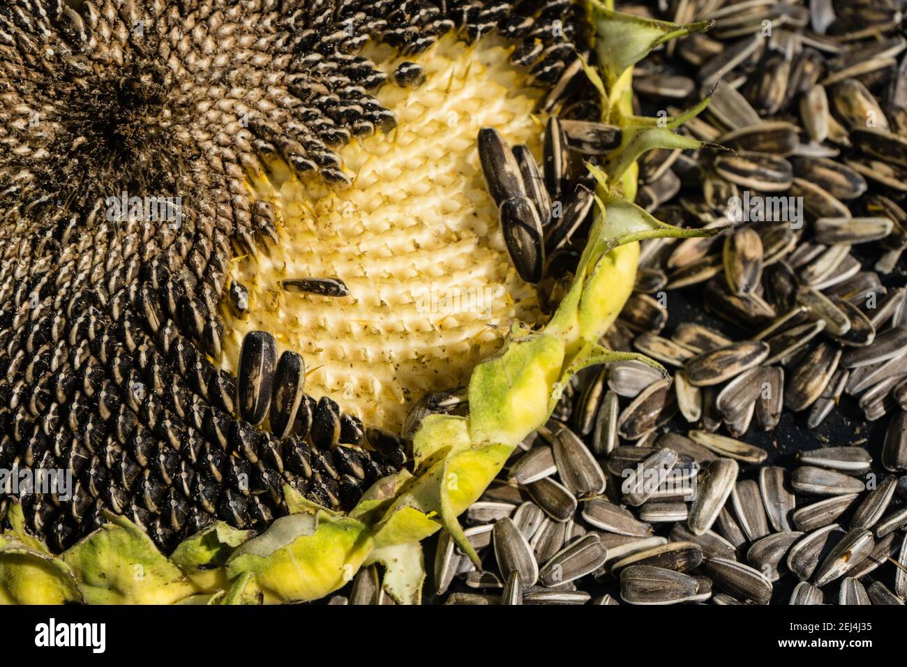sunflower plants and seeds Stock Photo - Alamy