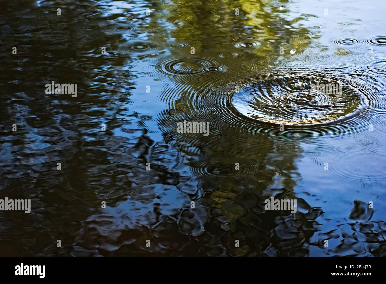 Splash and ripples on calm, clear water of a pond with reflections of ...
