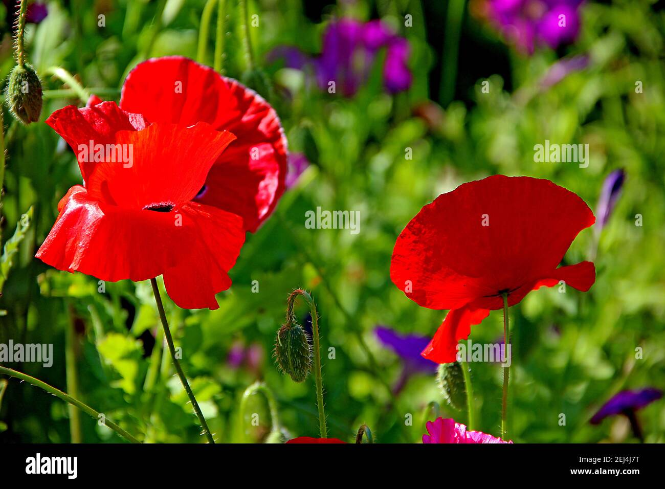 Two bright red flowers on a thin stalks and some closed green buds ...