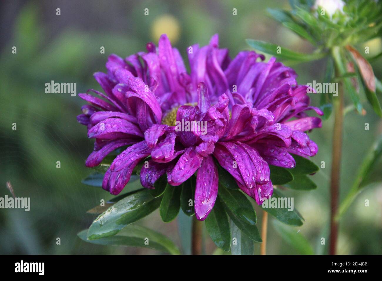 Amazing lilac flower close-up image Stock Photo - Alamy