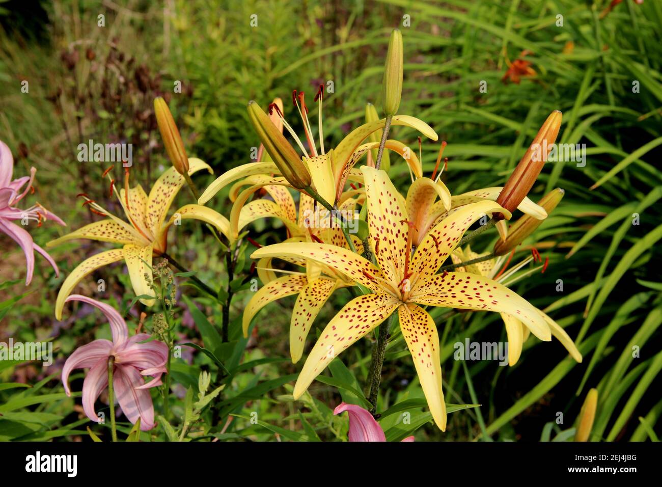 Yellow spots on leaves hi-res stock photography and images - Alamy