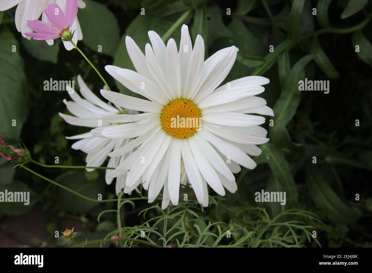 Yellow core hi-res stock photography and images - Alamy