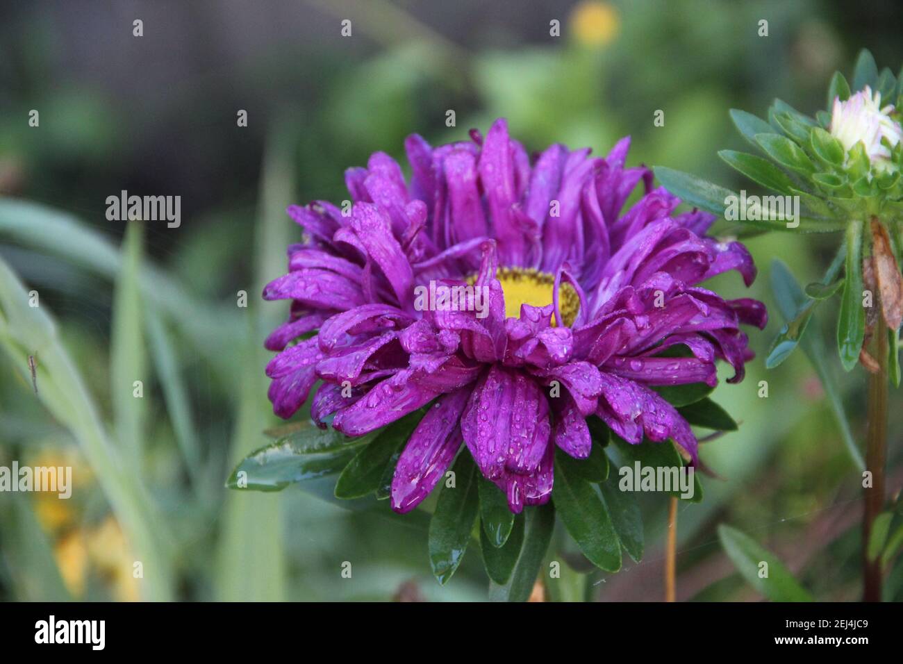 Yellow core hi-res stock photography and images - Alamy