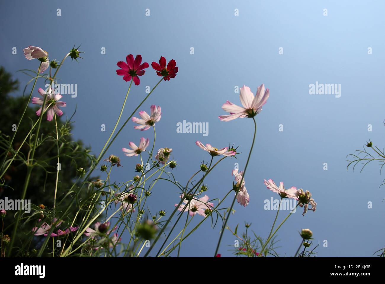 Thin flower stalks hi-res stock photography and images - Alamy