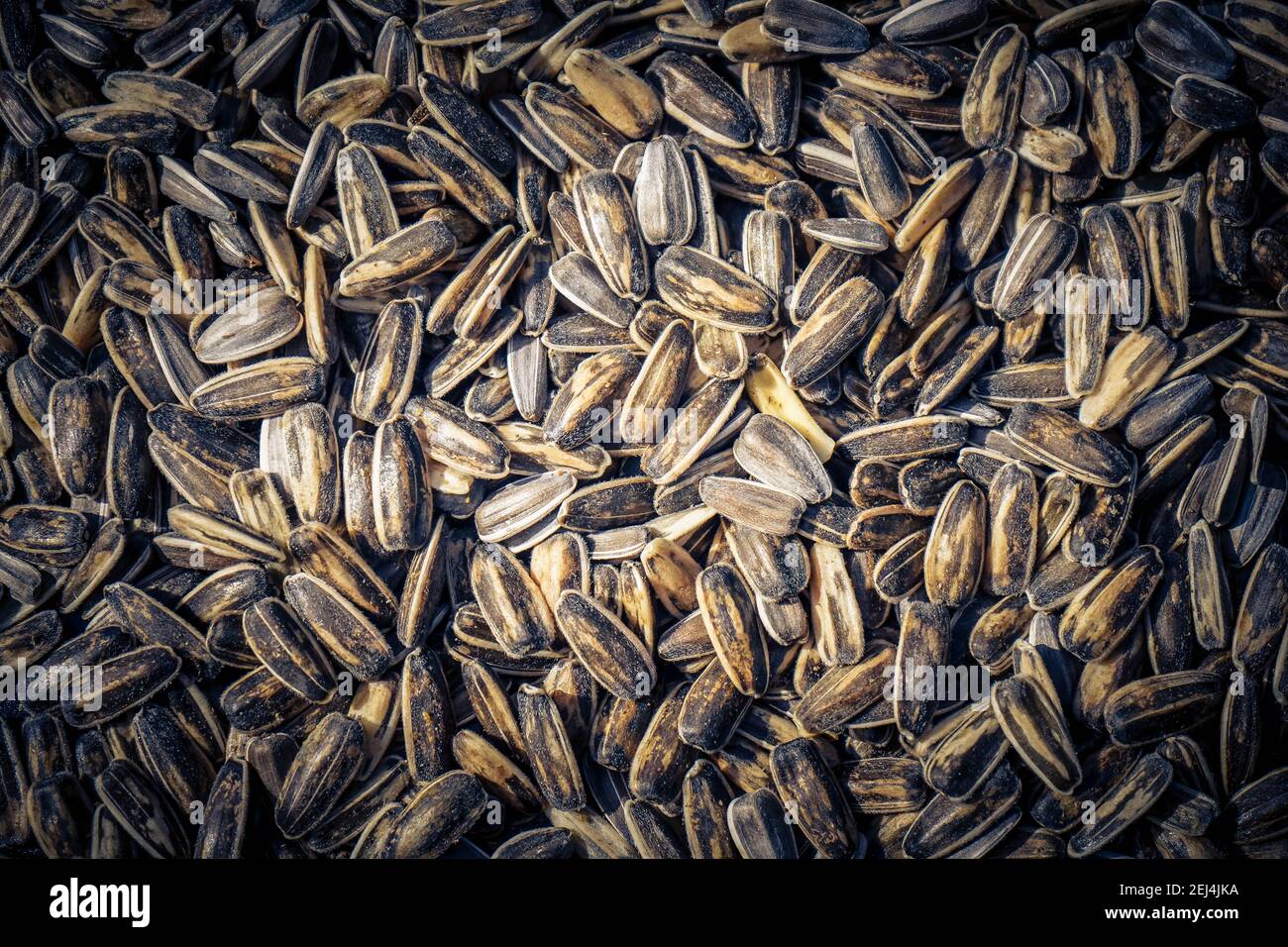 sunflower plants and seeds Stock Photo - Alamy