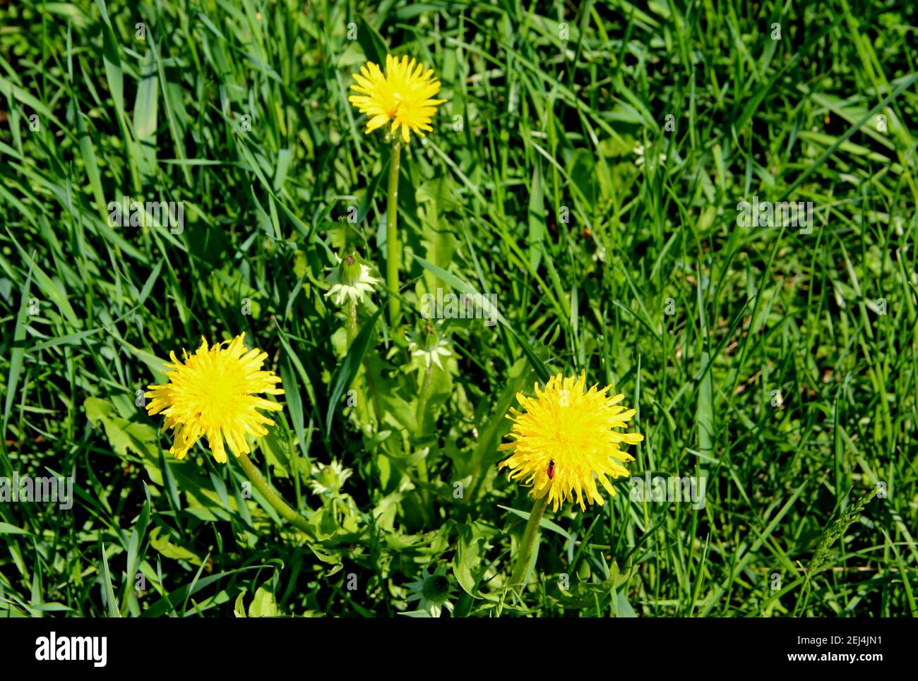 Triangle grass hi-res stock photography and images - Alamy