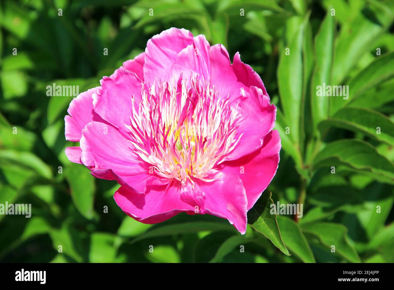 Little bud hi-res stock photography and images - Alamy