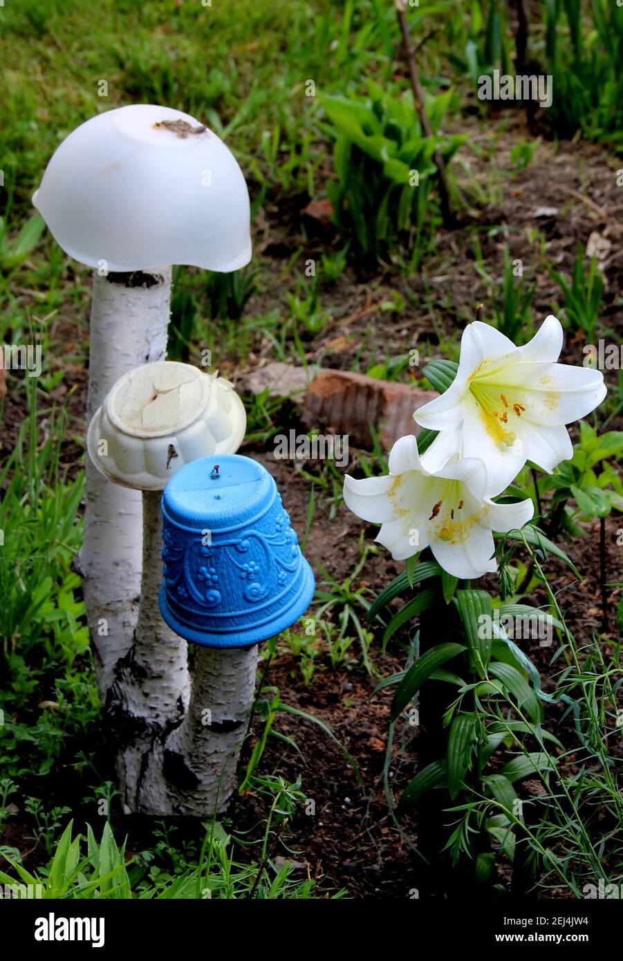 An amazing photo collage - three branches of birch grow from earth with ...