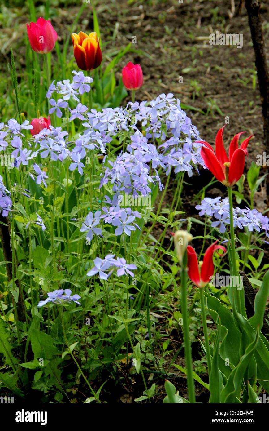 Rare combination hi-res stock photography and images - Alamy