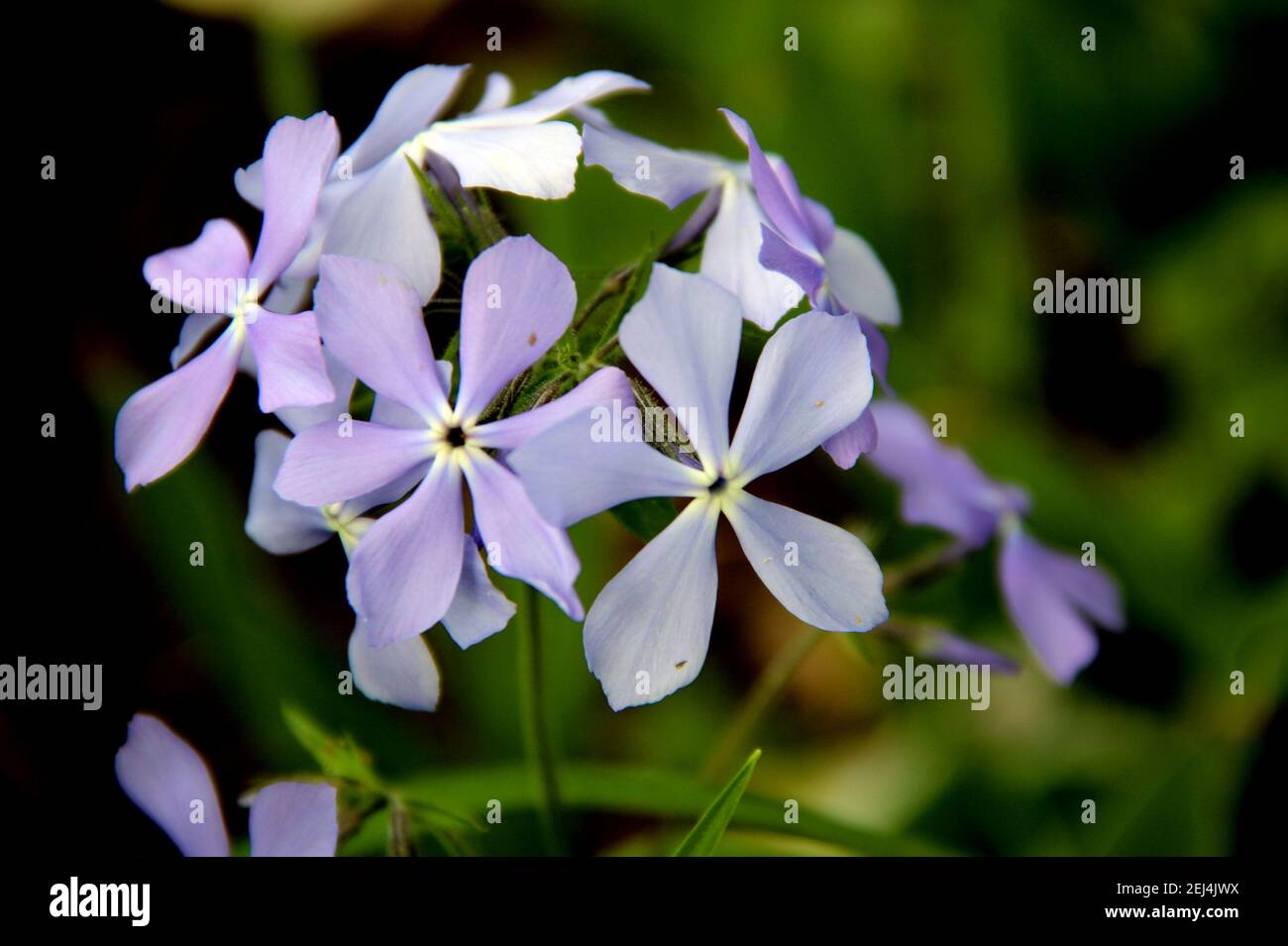 Cruciform flower plant hi-res stock photography and images - Alamy