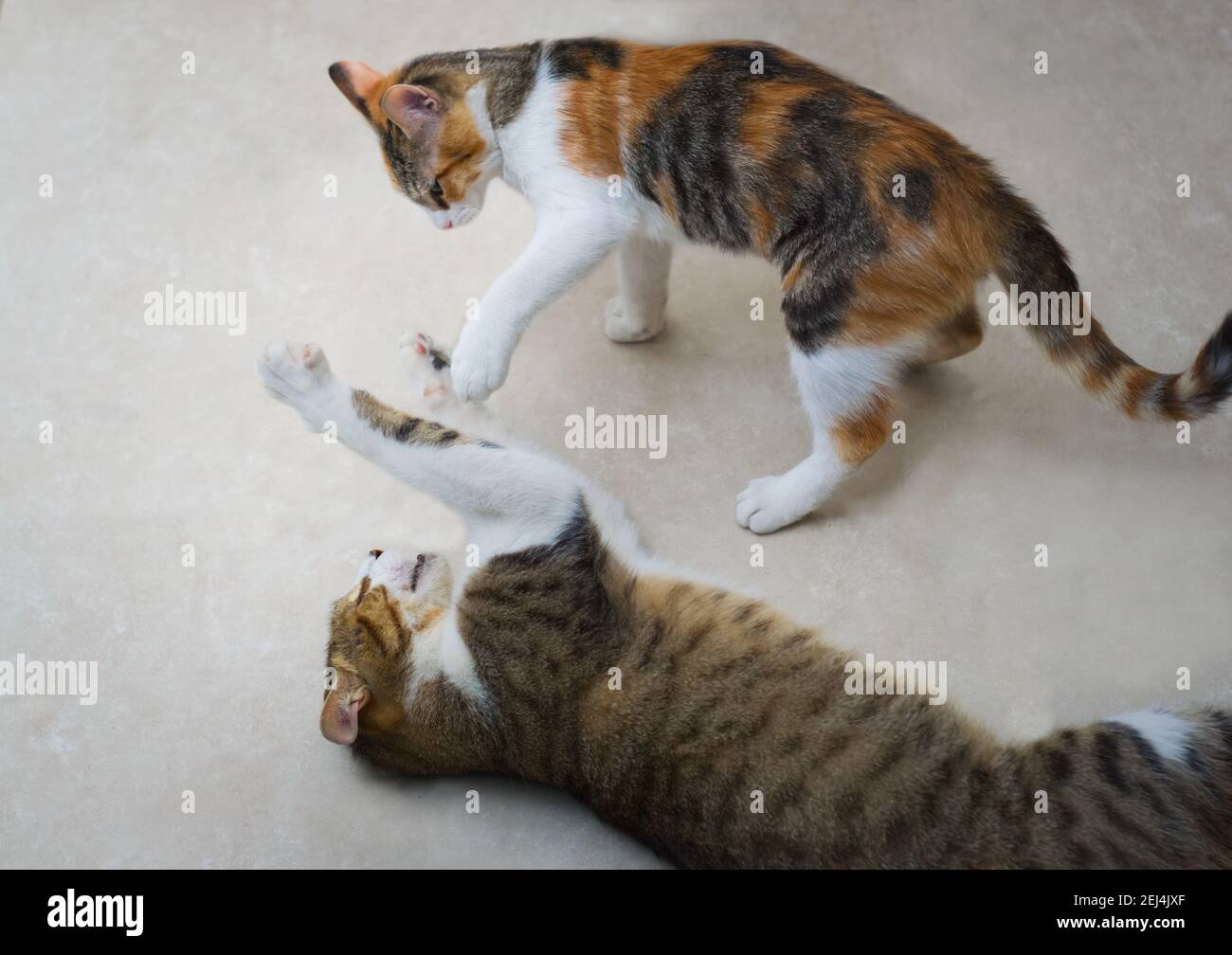 Two tabby, mixed breed cats playing fight on the floor Stock Photo - Alamy
