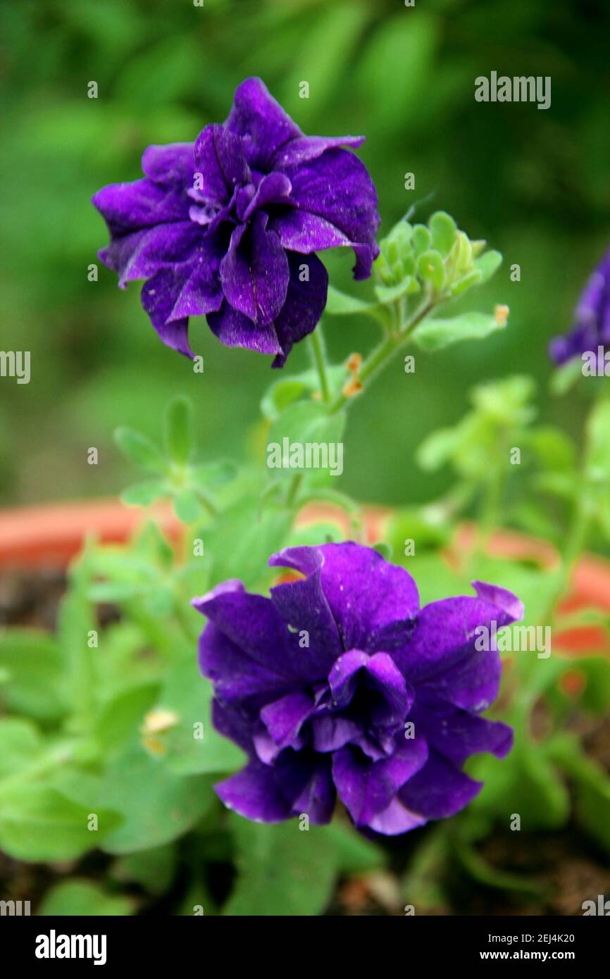 Blue flowers closeup hi-res stock photography and images - Alamy
