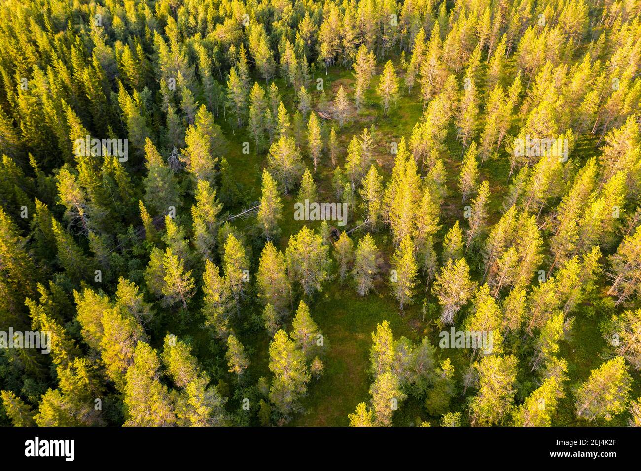 Aerial view, bird's eye view, Boreal coniferous forest from above ...