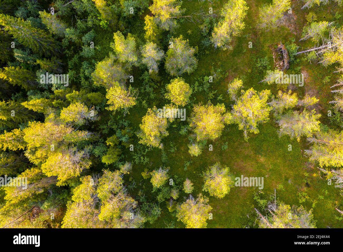Aerial view, bird's eye view, Boreal coniferous forest from above ...