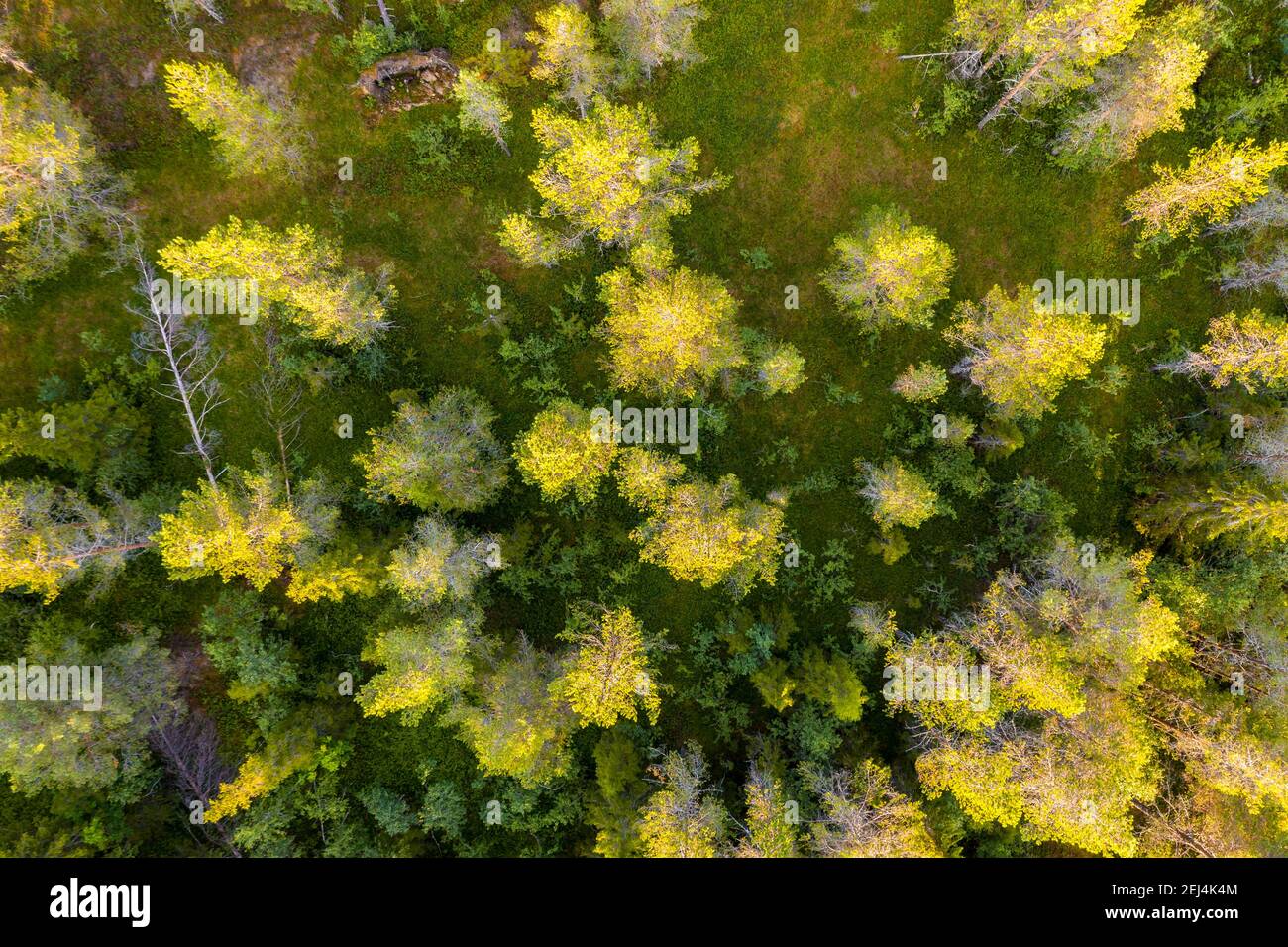 Taiga aerial hi-res stock photography and images - Alamy