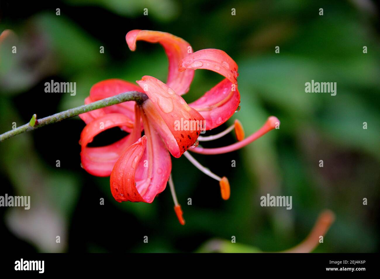 Bent petals hi-res stock photography and images - Alamy