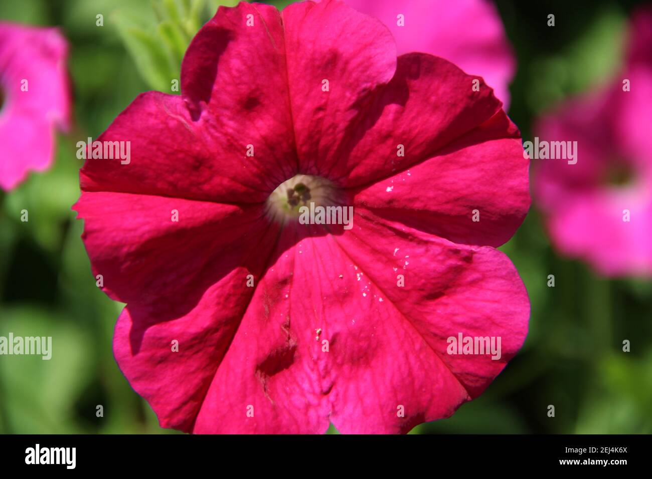 Gentle red flower with pale white core close up Stock Photo - Alamy