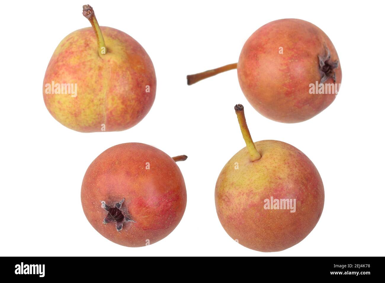 Pear variety Summerblood pear, free-standing Stock Photo - Alamy