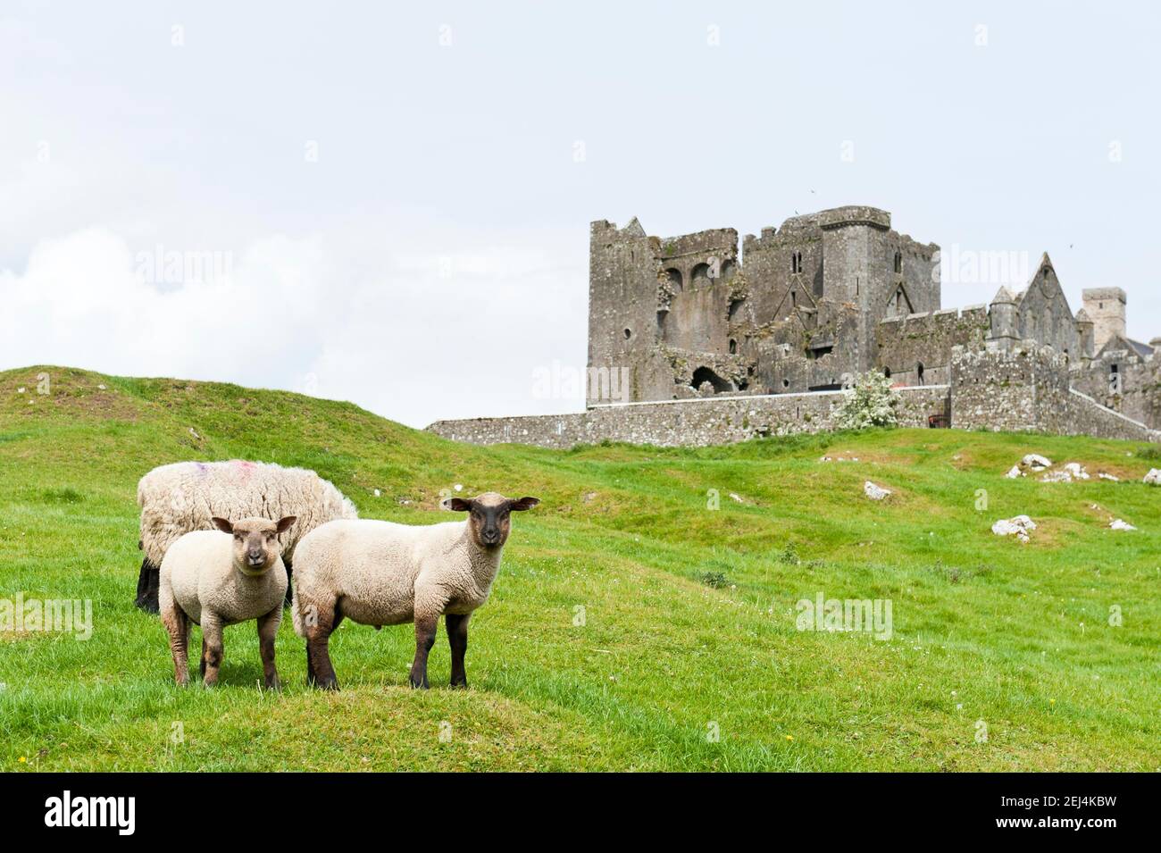 Grazing land for sheep, medieval castle and church ruins of St. Patrick ...