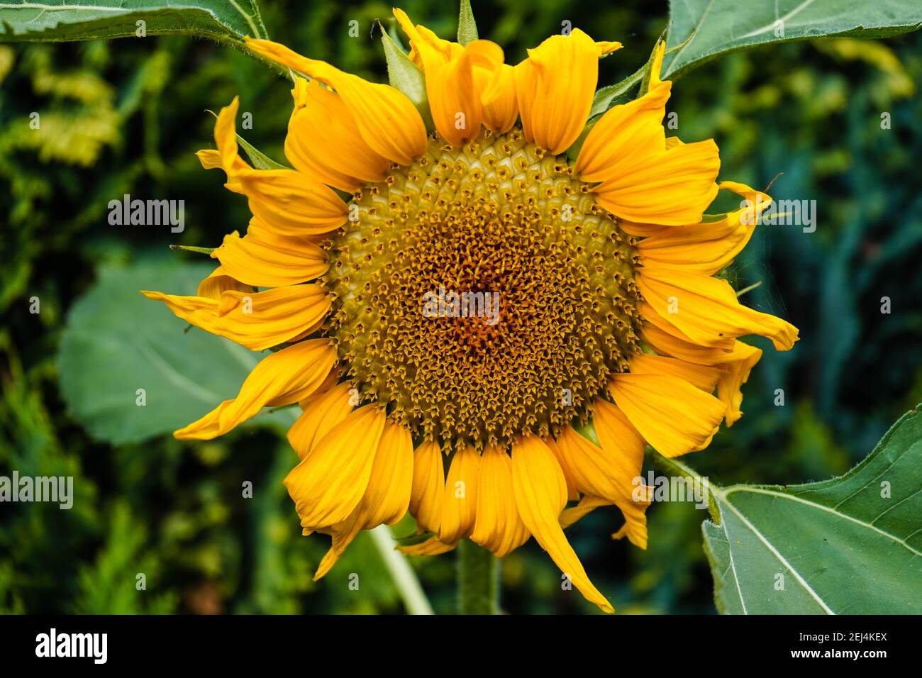 sunflower plants and seeds Stock Photo - Alamy