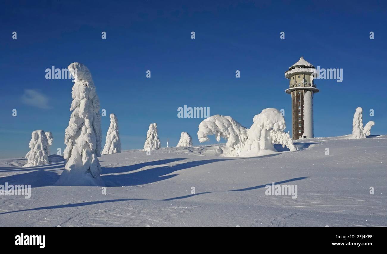 Snowy fir trees in winter landscape next to Feldberg tower, nature ...