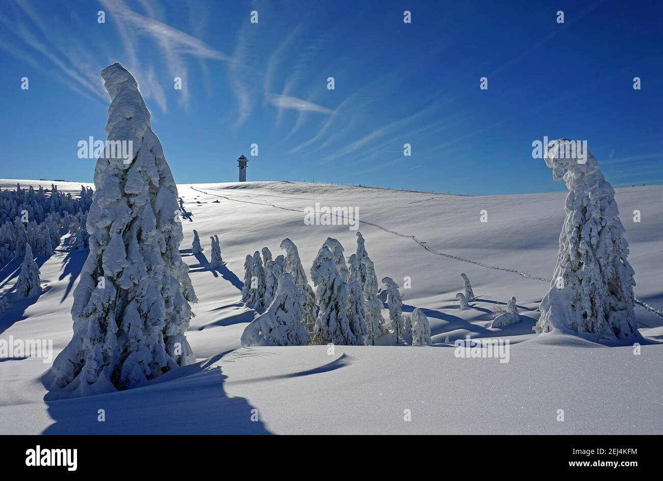 Winter landscape with snow-covered fir trees and Feldberg tower, nature ...