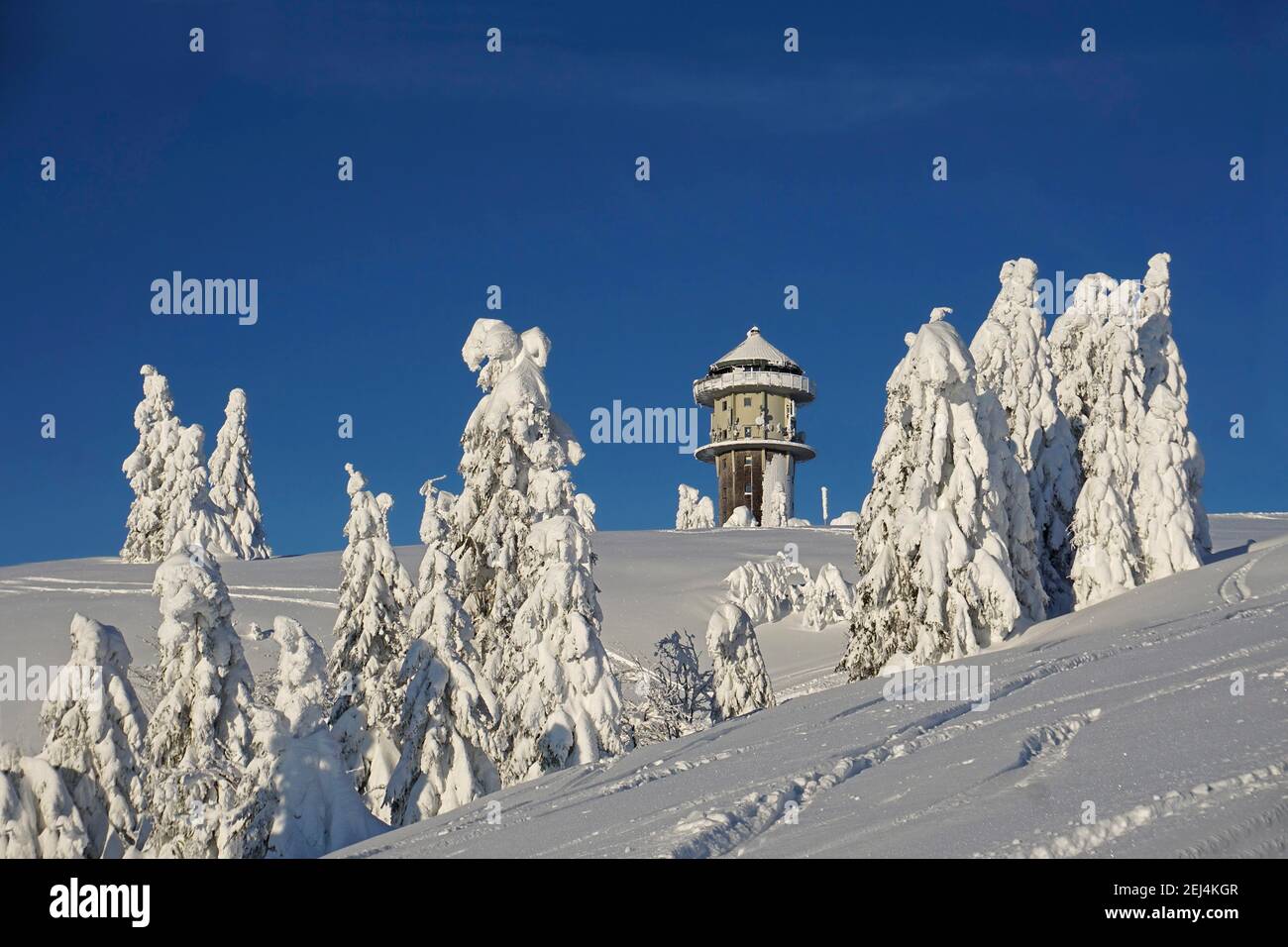 Winter landscape with snow-covered fir trees and Feldberg tower, nature ...