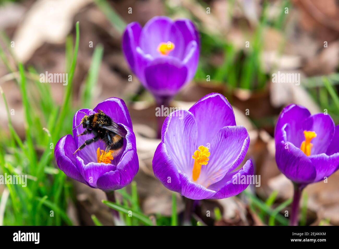 Inside a crocus hi-res stock photography and images - Alamy