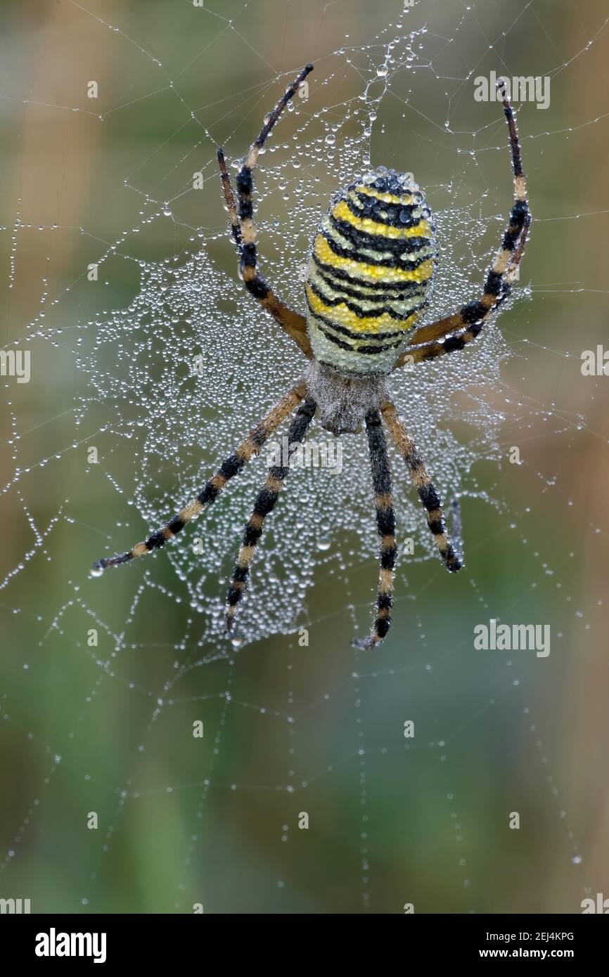 Female Wasp spider (Argiope bruennichi) in her spiderweb, Hesse ...