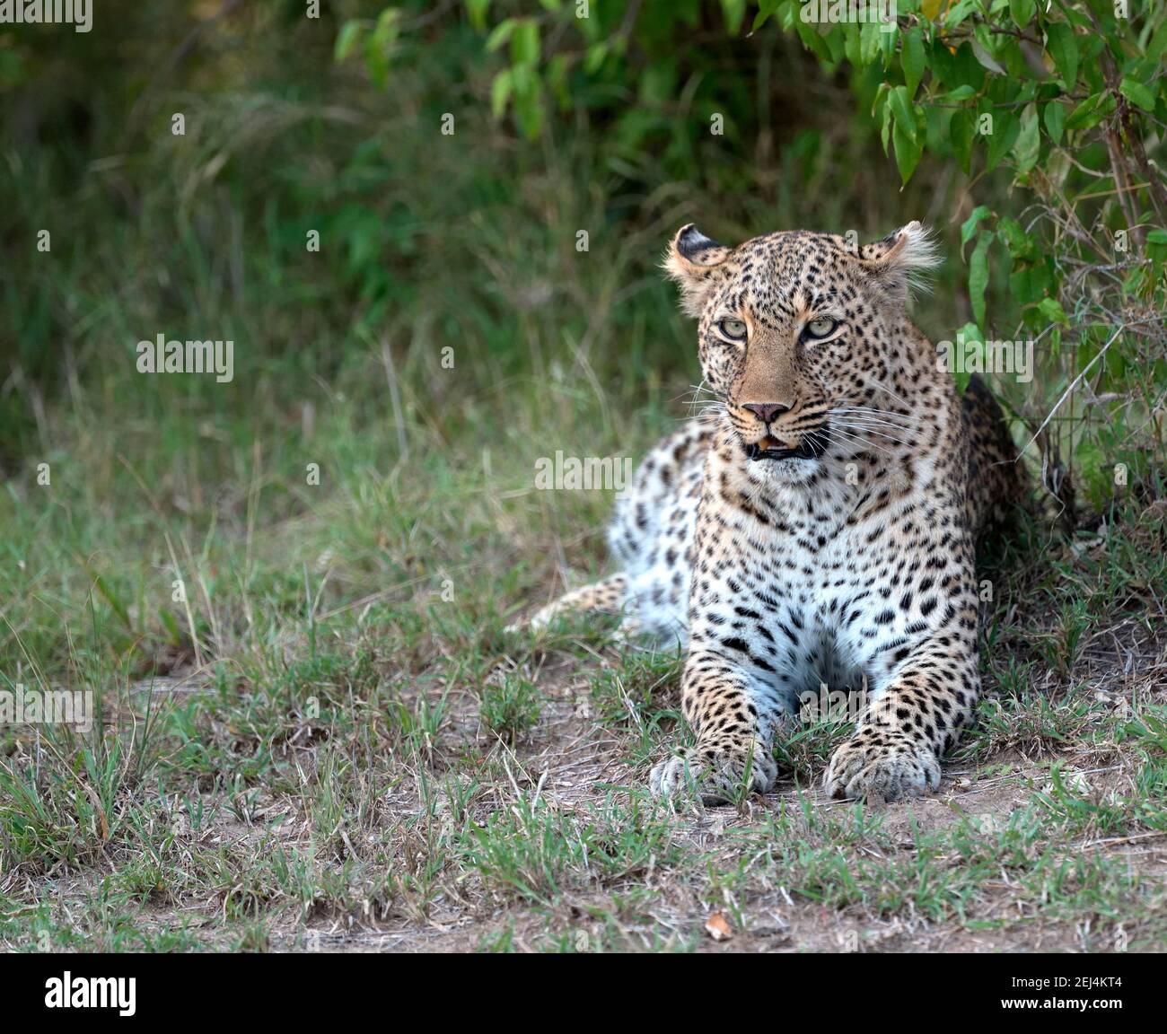 Leopards (Panthera pardus), lying down, alert, Maasai Mara Game Reserve ...