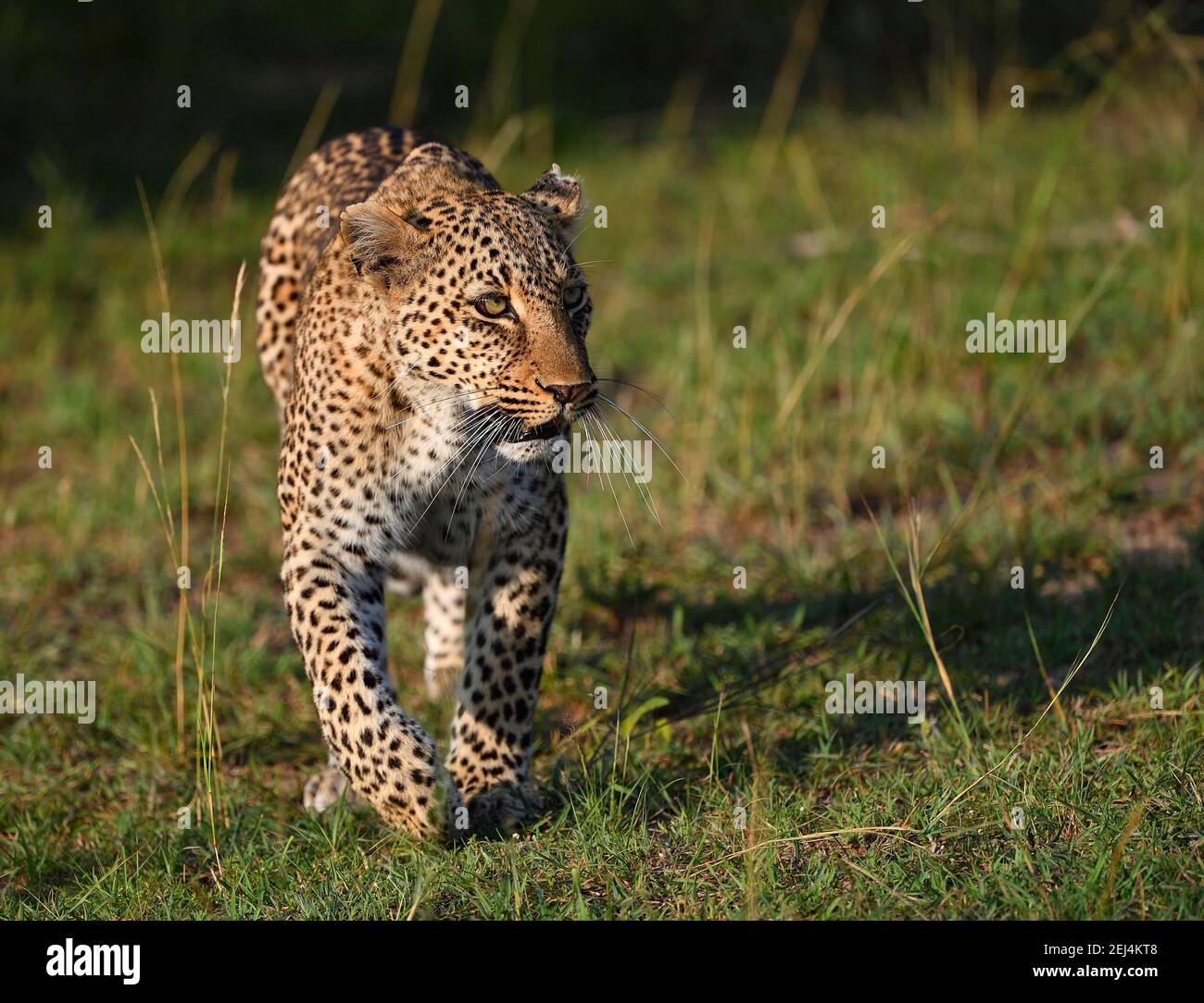 Leopards (Panthera pardus), running, Maasai Mara Game Reserve, Kenya ...