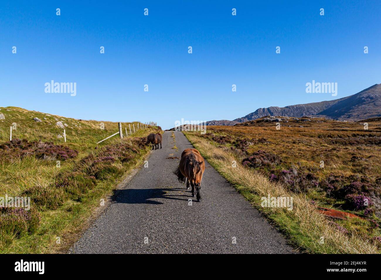 Ponies walking hi-res stock photography and images - Alamy