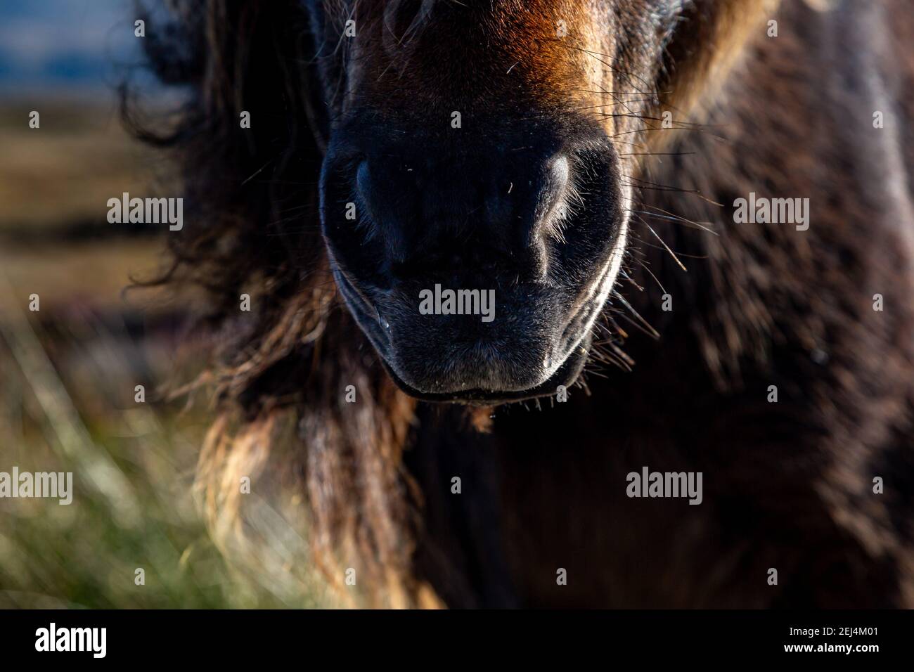 A close up of the muzzle of a wild pony Stock Photo - Alamy