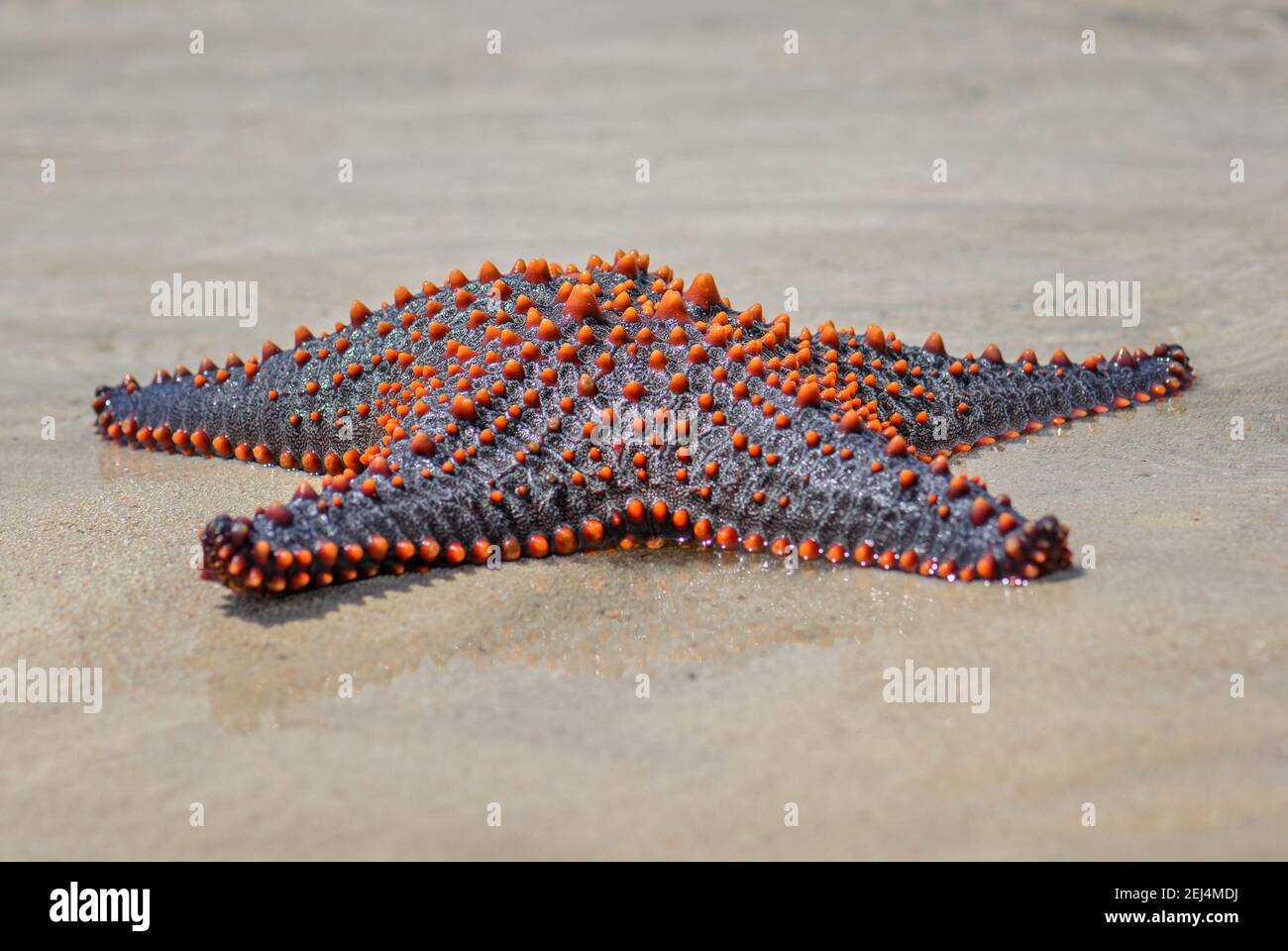 Indian ocean starfish hi-res stock photography and images - Alamy