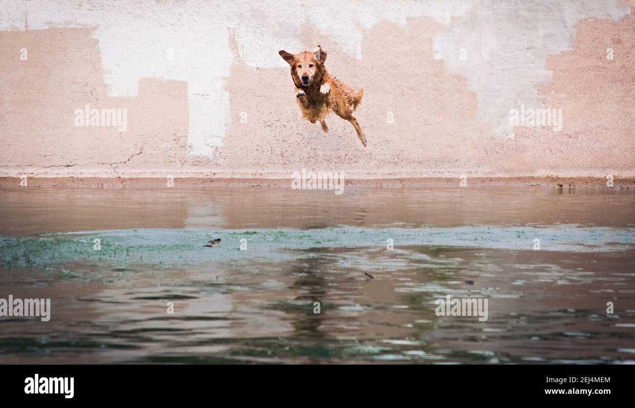 Dog jumping water hi-res stock photography and images - Alamy