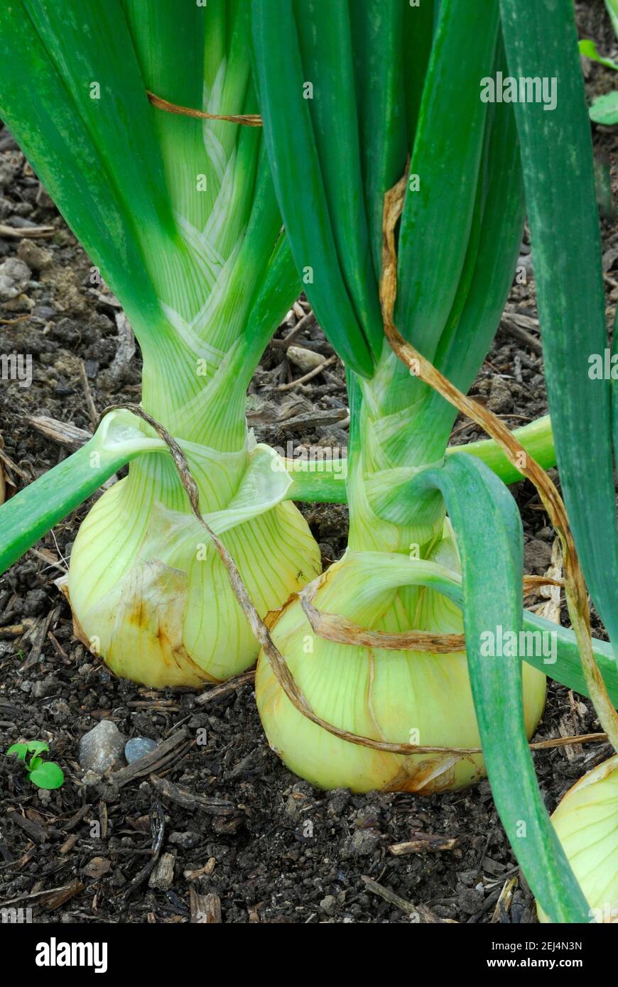 Common onion (Allium cepa) The Befordshire Champion variety Stock Photo ...