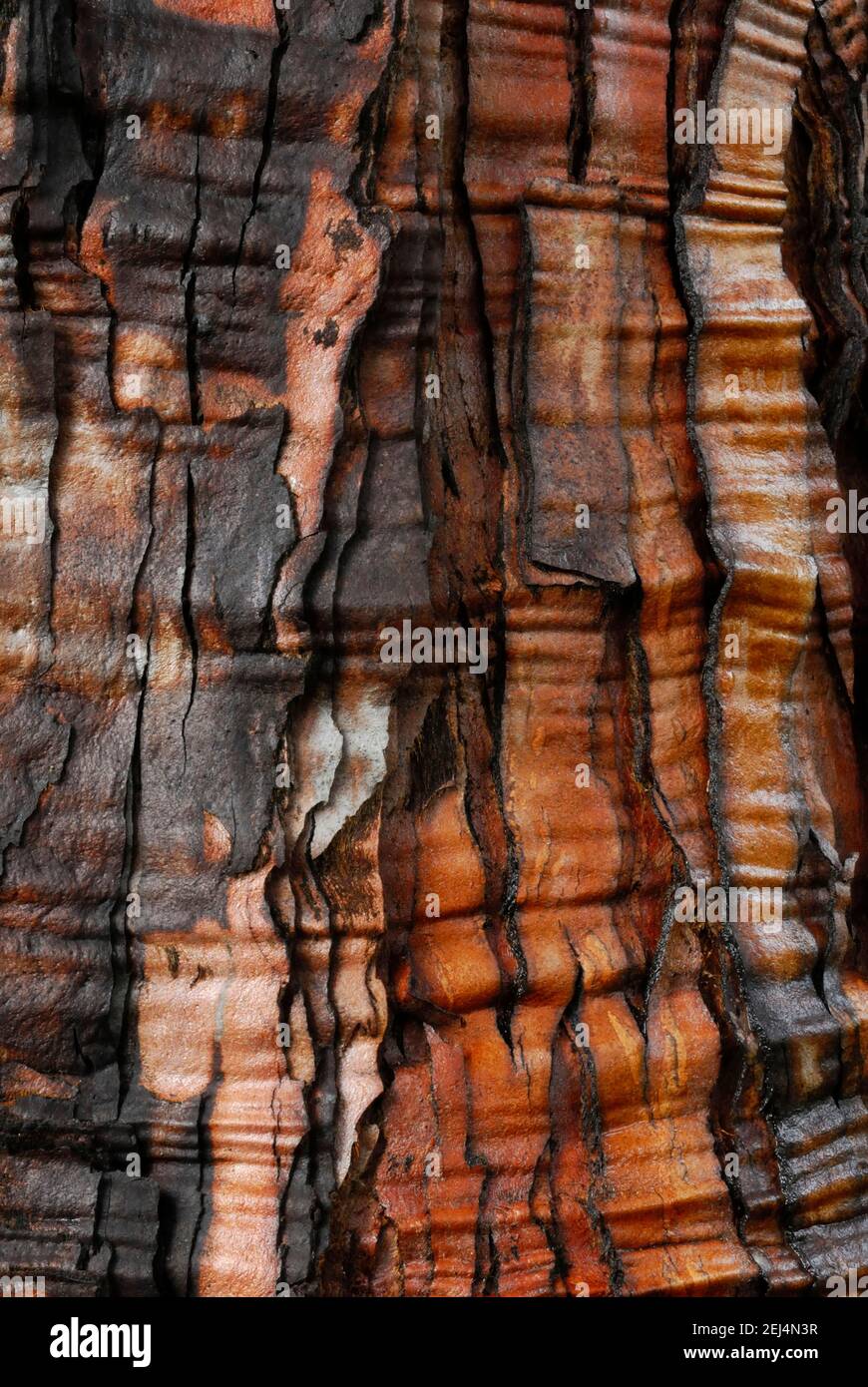 Bark,Giant sequoia (Sequoiadendron giganteum Stock Photo - Alamy