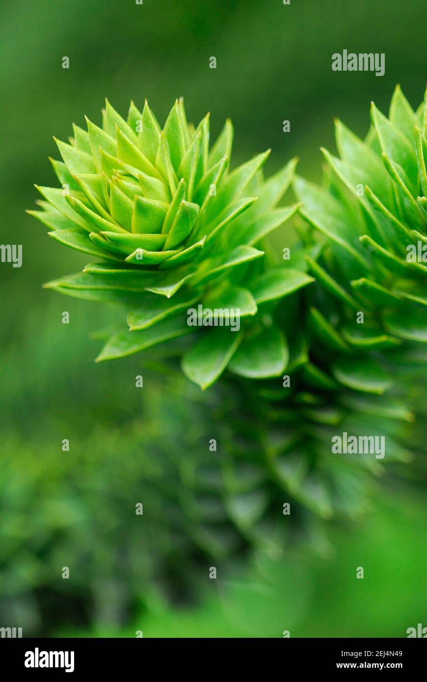Monkey puzzle tree (Araucaria araucana Stock Photo - Alamy