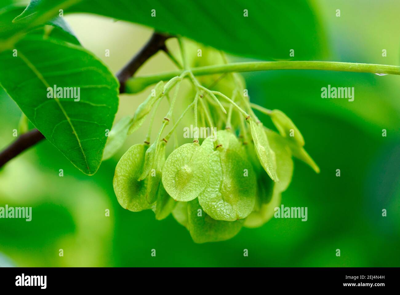 Hop Tree Stock Photo - Alamy