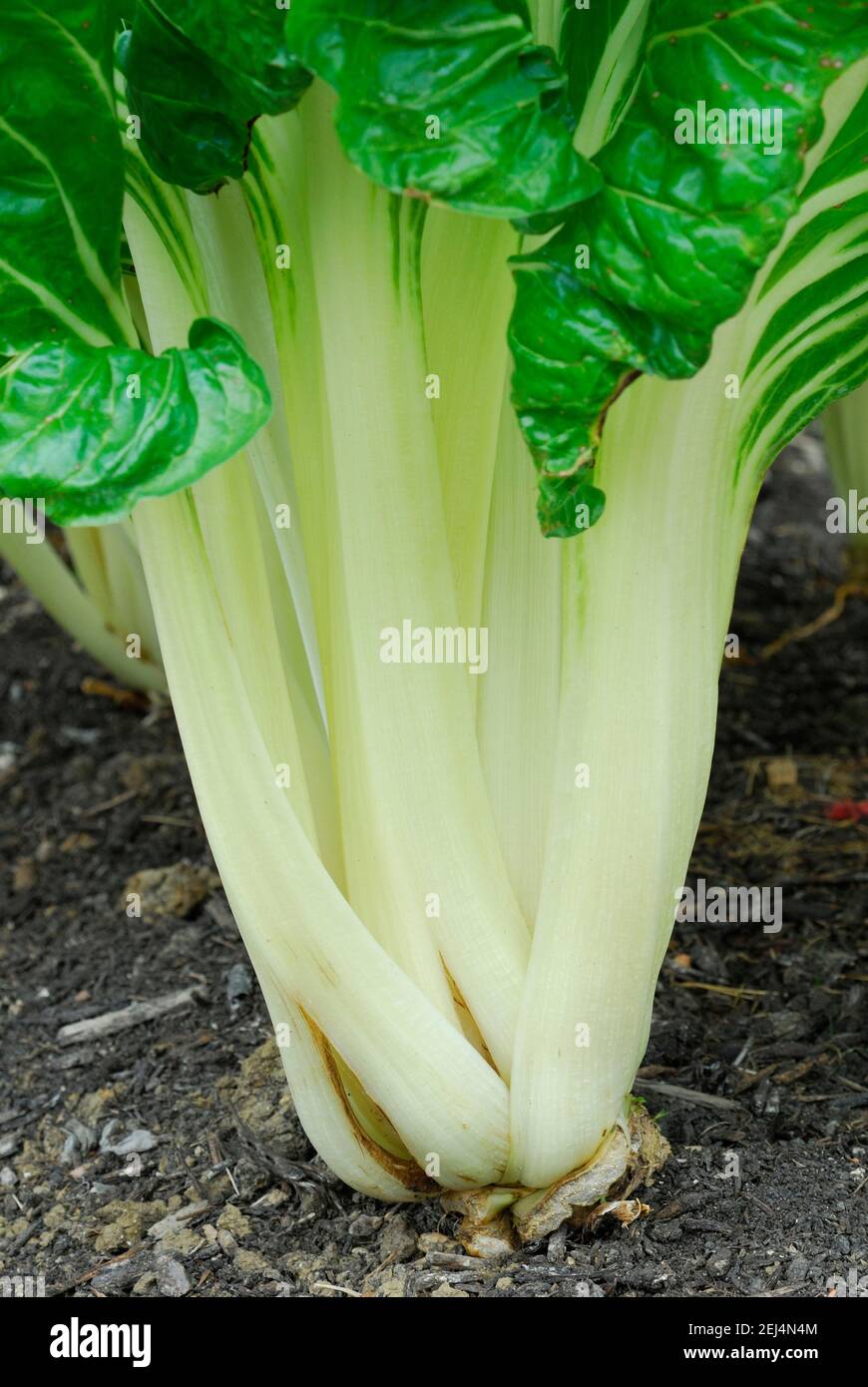 Swiss chard, Swiss chard with stalk, cabbage stalk Stock Photo - Alamy