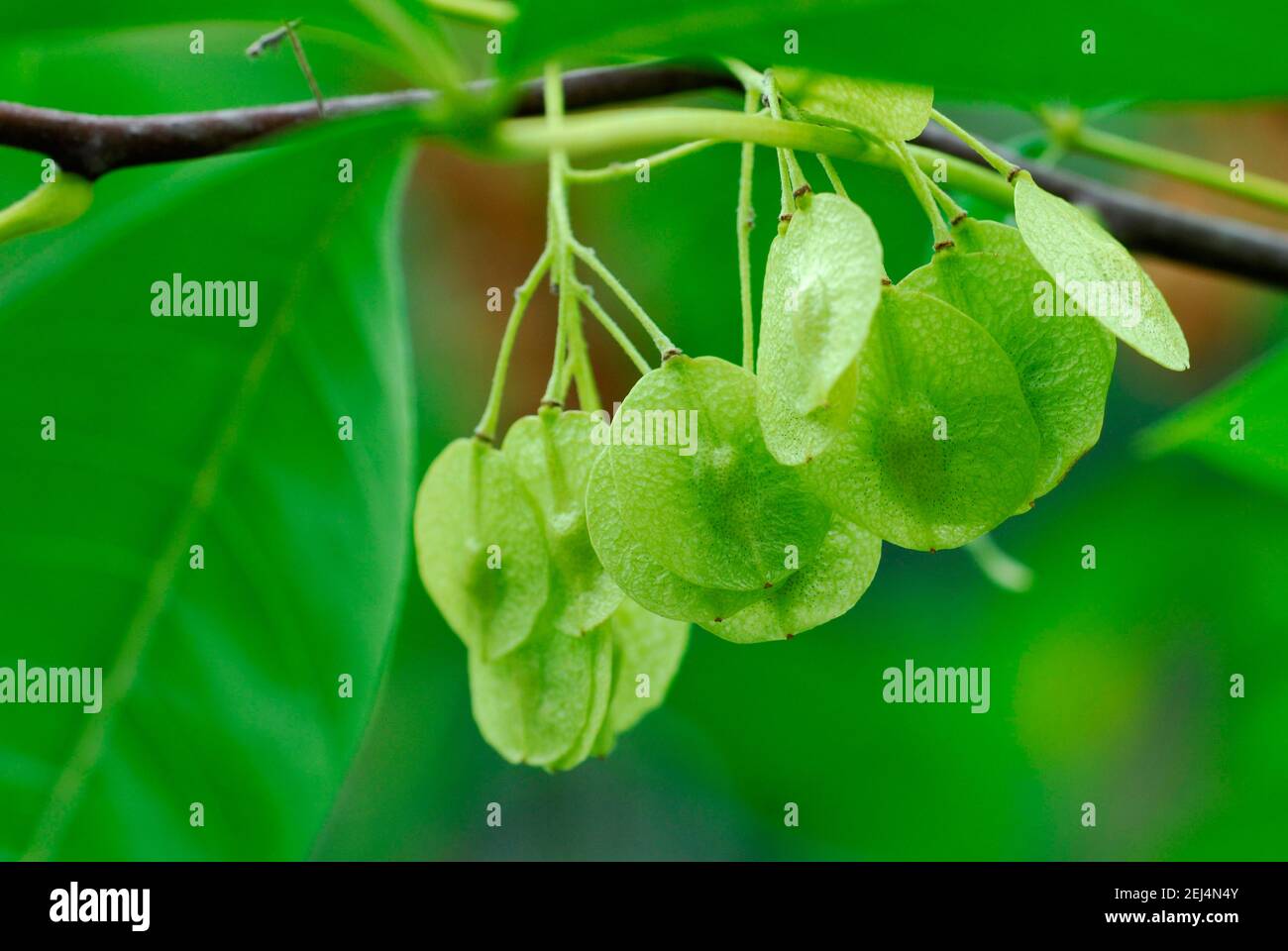 Hop tree hi-res stock photography and images - Alamy