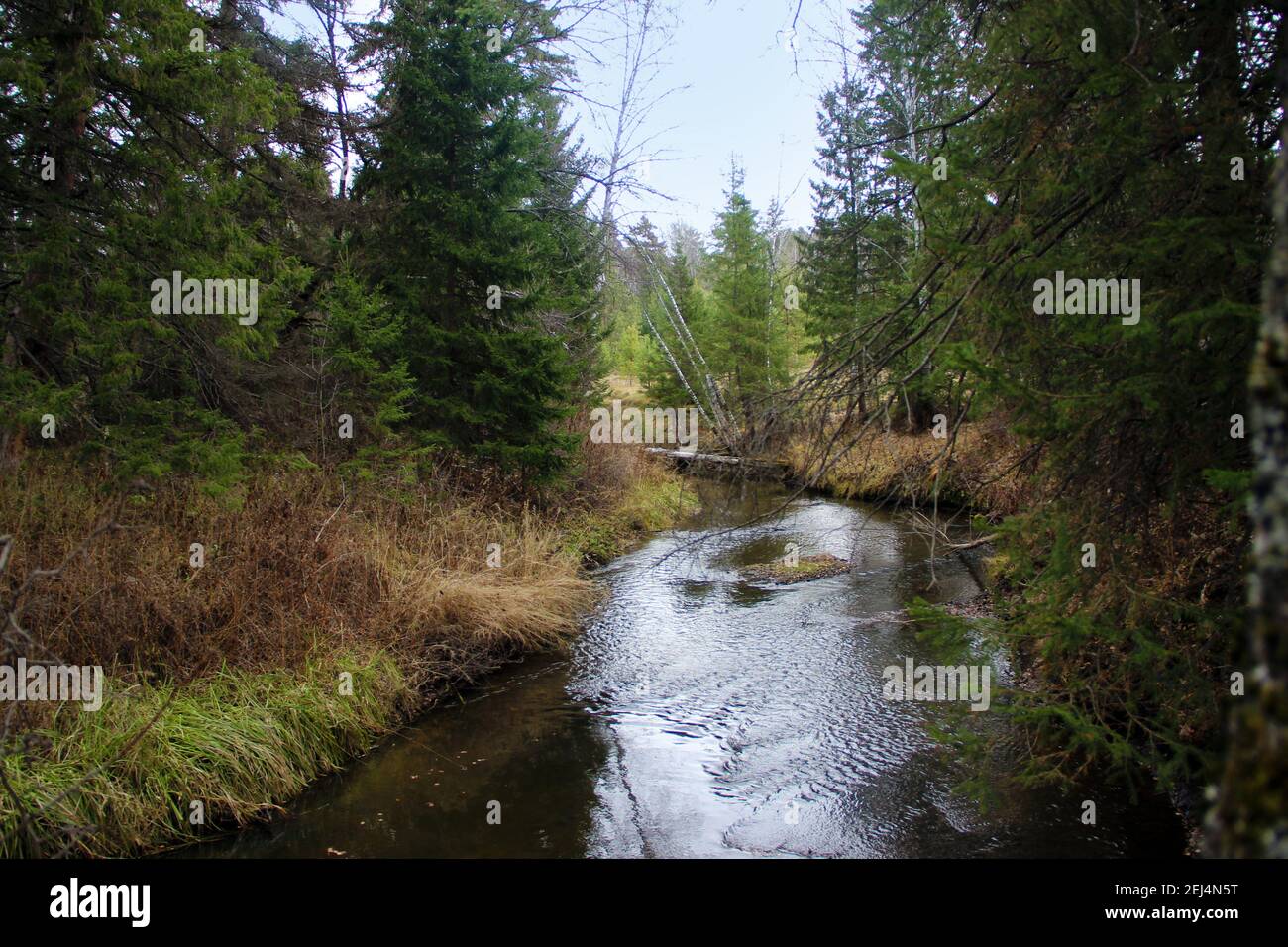 Dry thicket hi-res stock photography and images - Alamy