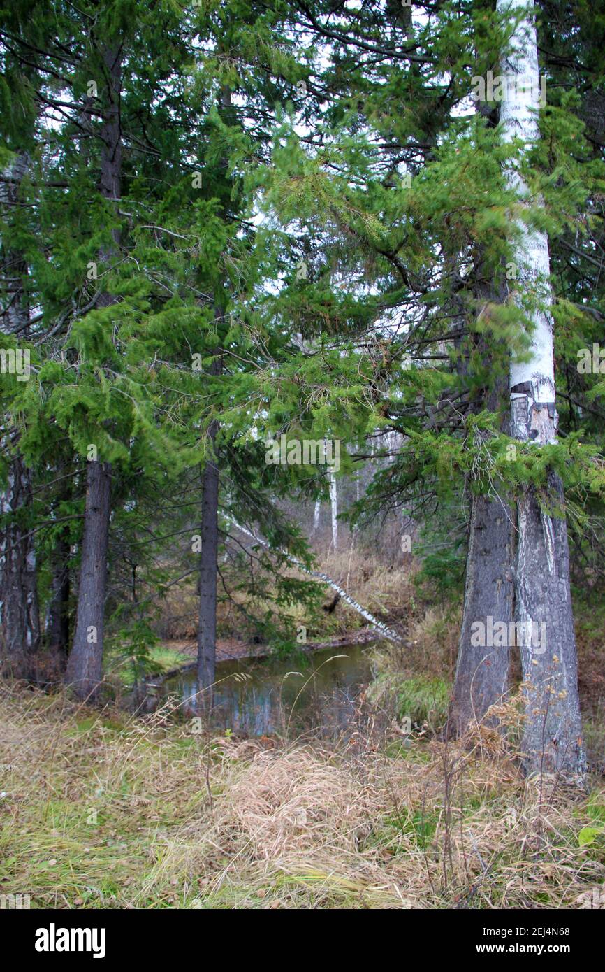 Impenetrable landscape hi-res stock photography and images - Alamy