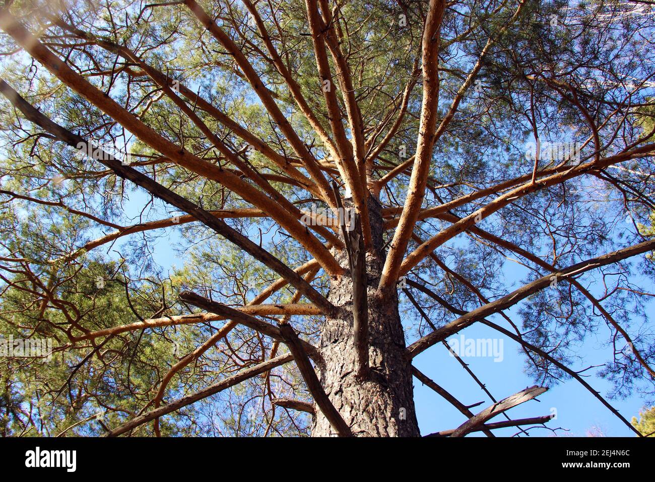 The old pine hi-res stock photography and images - Alamy