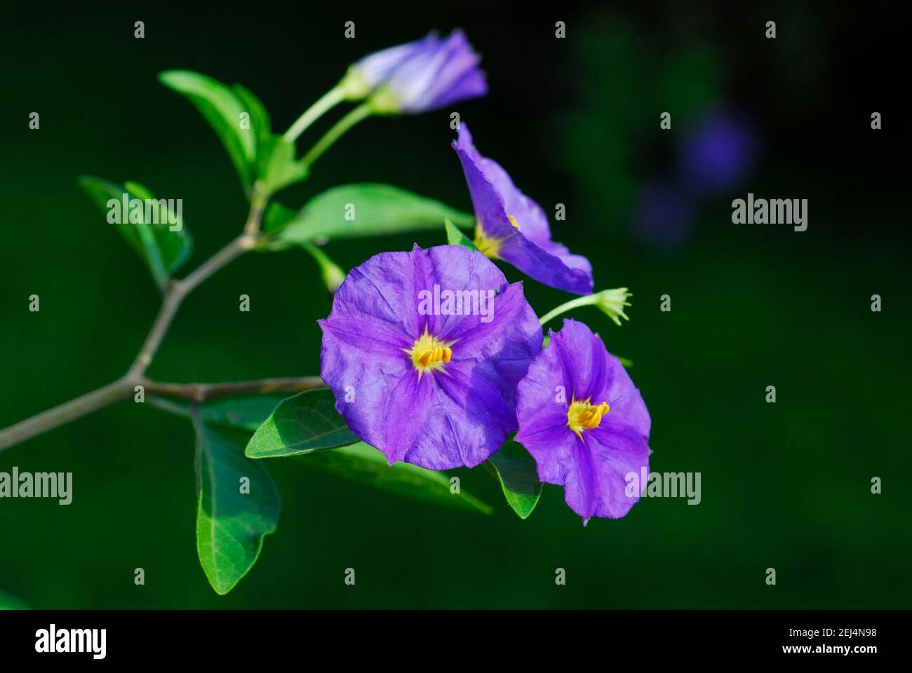 Blue Potato Bush ( Solanum rantonnetii Stock Photo - Alamy